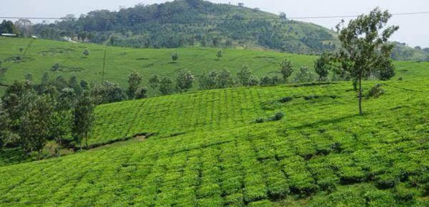 Visit Gisakura Tea Plantation in Nyungwe National Park 2023