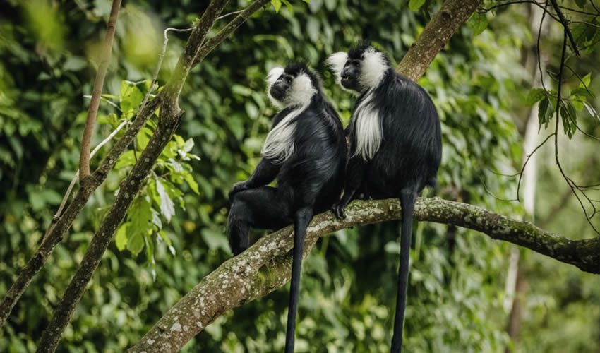 Best Colobus Monkey Tracking in Nyungwe Forest National Park 2023