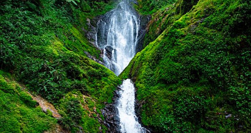 Best Guide to Irebero Trail in Nyungwe Forest 2023-2024