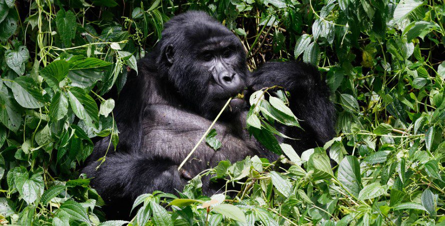 Facts about Mountain Gorilla Diet | Gorilla Trekking safaris